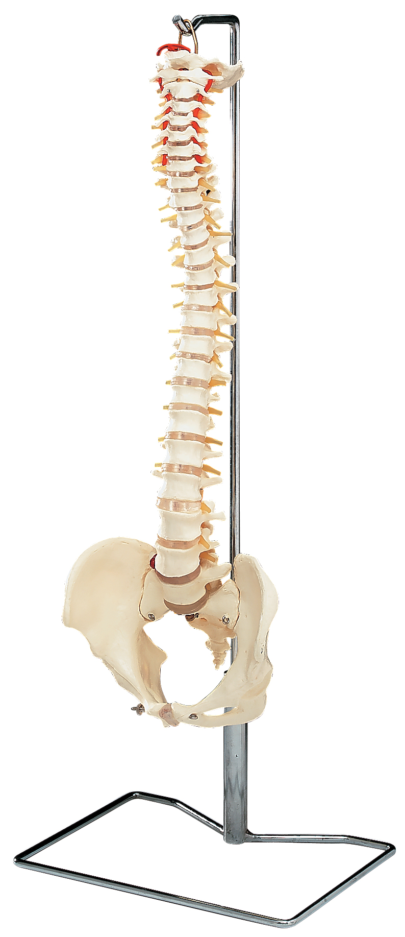 Anatomical Models - MedQuip, Inc.